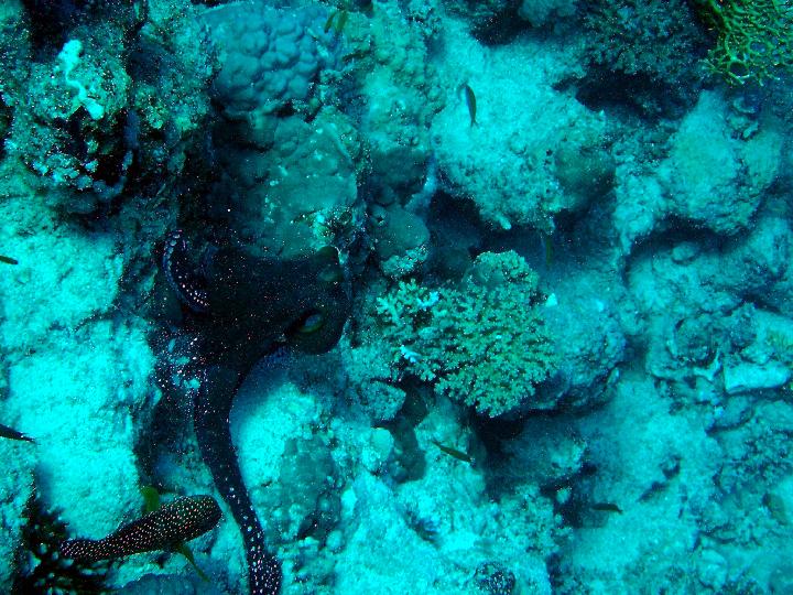 Web Unter Wasser 126 8520